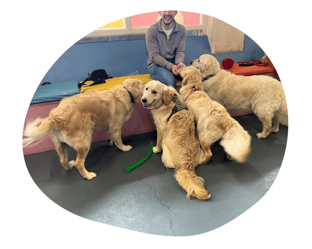 Dog Playtime At Dogs Go | Wirral Enclosed Dog Parks | Dogs Go