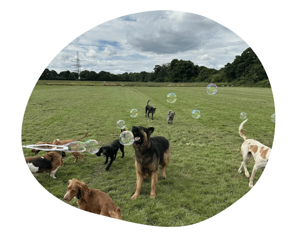 Hire Enclosed Dog Parks | Bark Parks | Dogs Go